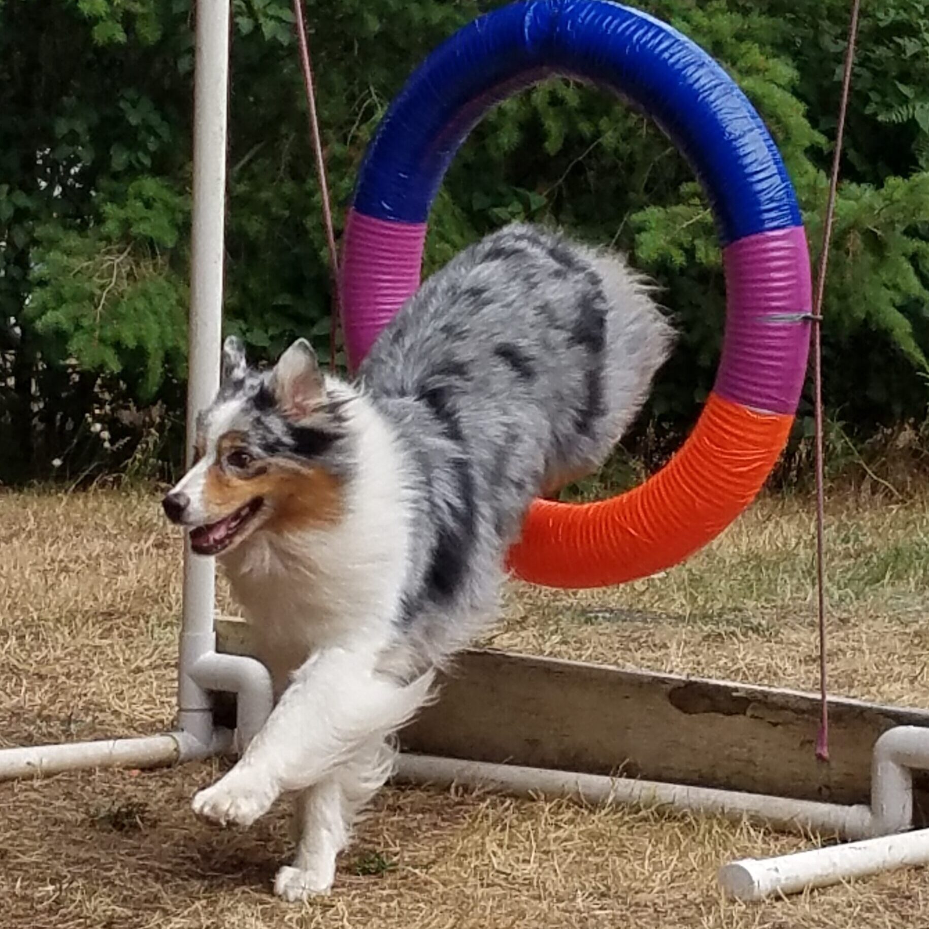 Services – Pup Pawsitive Dog Training