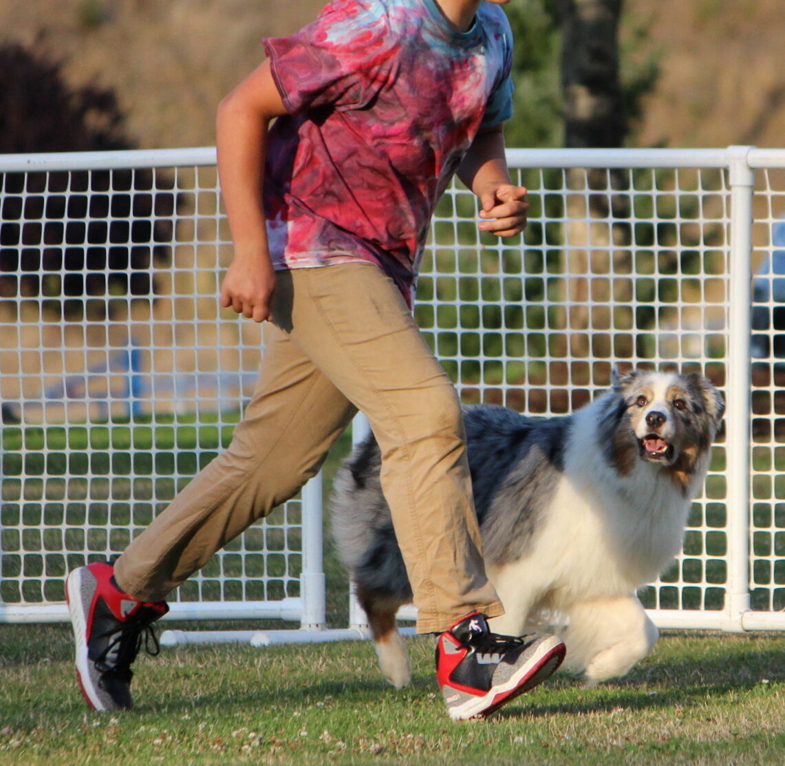 Services – Pup Pawsitive Dog Training