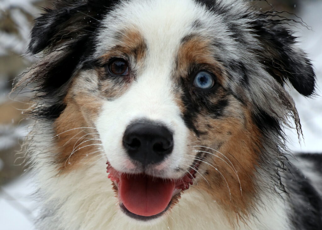 Services – Pup Pawsitive Dog Training