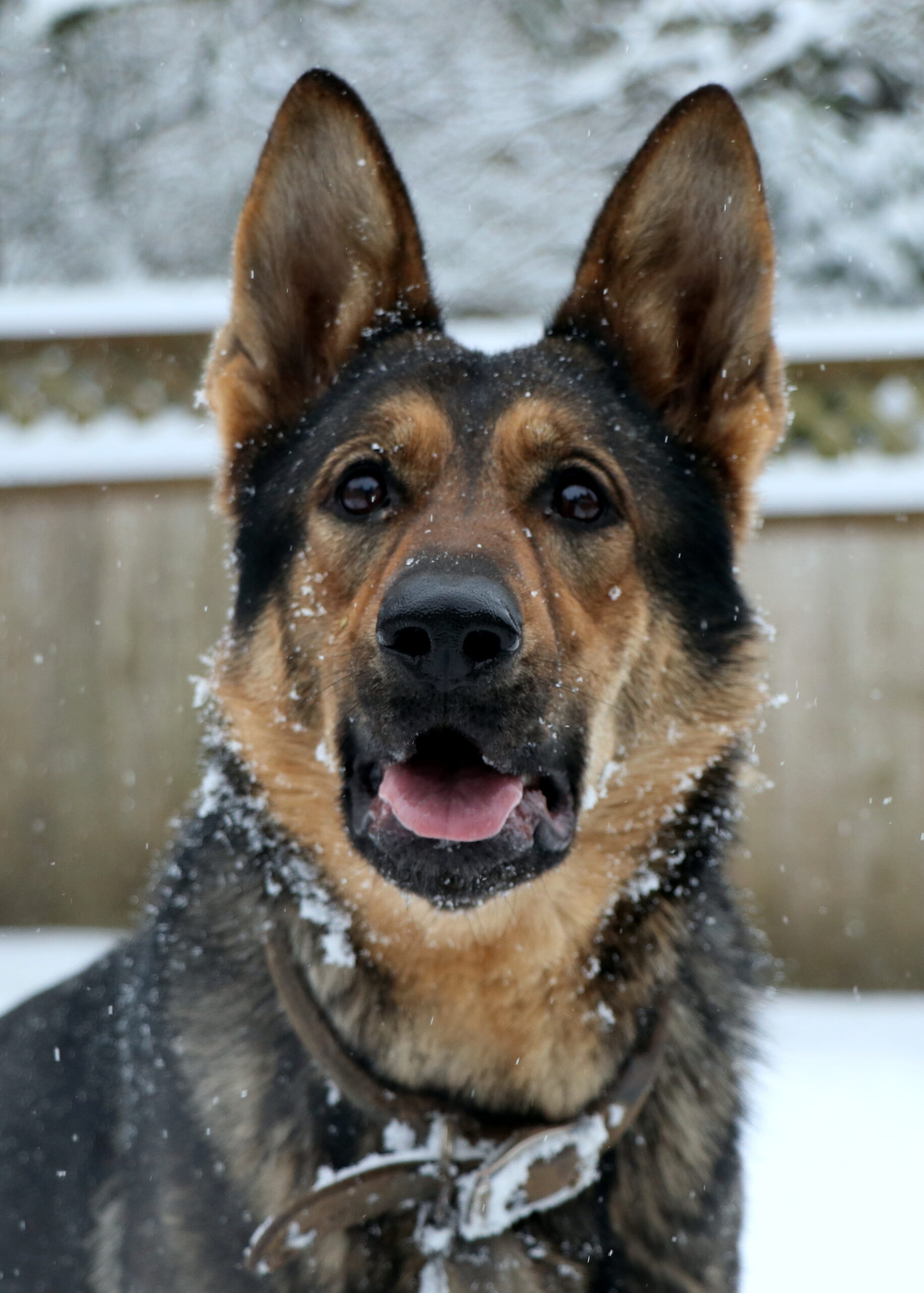 Services – Pup Pawsitive Dog Training